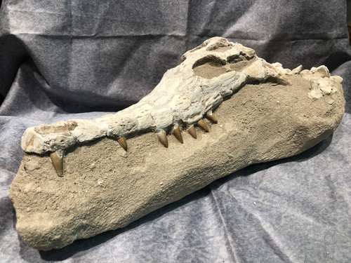 Alligator fossil | mysite