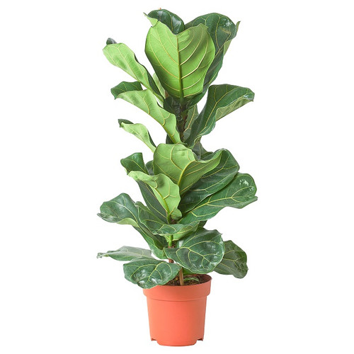 Ficus Lyrata 2GL | greenholdingpanama
