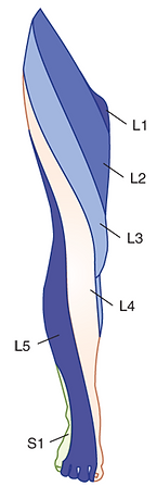 Meralgia Paresthetica | Pain Management