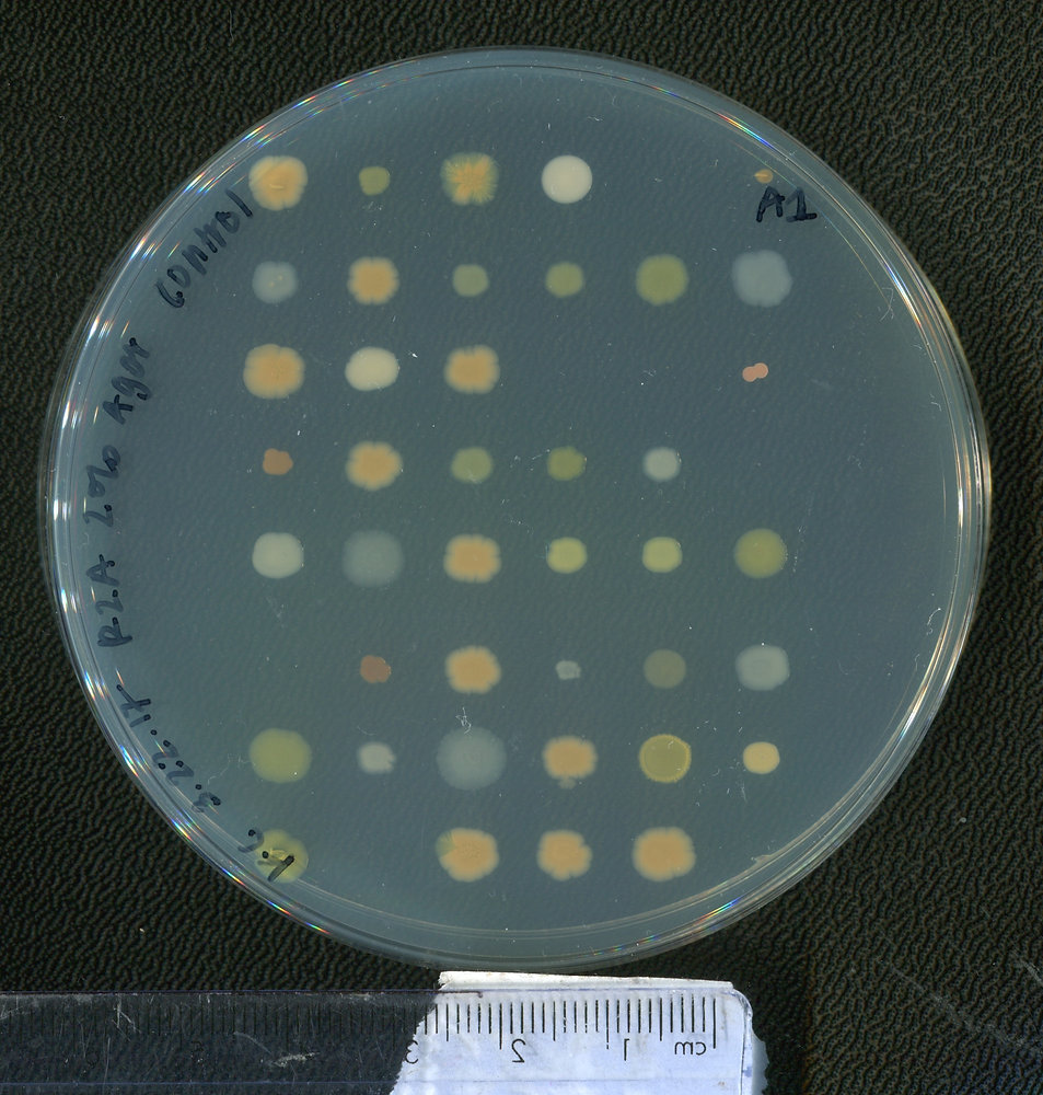 Shade Lab Receives Grant