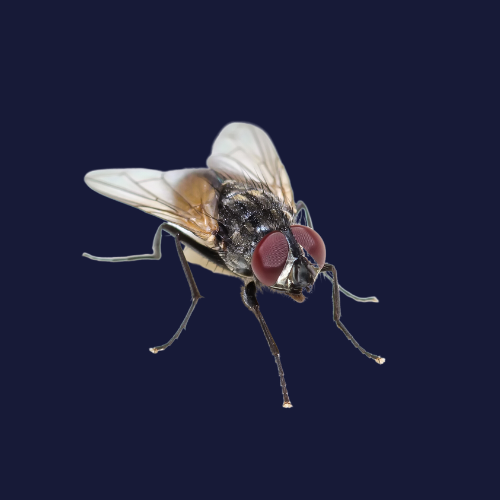 Fly Control & Removal | ServLabs