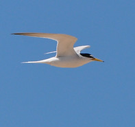 Our Programs | GIRRINGUN ABORIGINAL CORPORATION