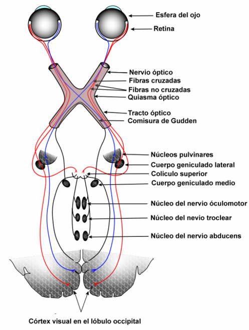 Nervio Óptico | bioestructura-oft