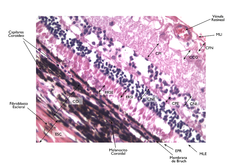 Coroides | bioestructura-oft