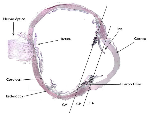 Bulbo ocular | bioestructura-oft