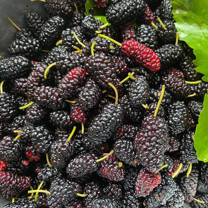 mulberry-tree-chelsea-king-james-i