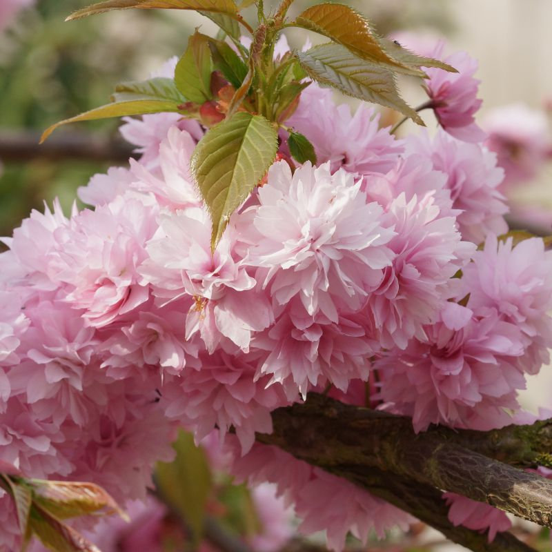 prunus-kiku-shidare-zakura-cheal-s-weeping-cherry-tree