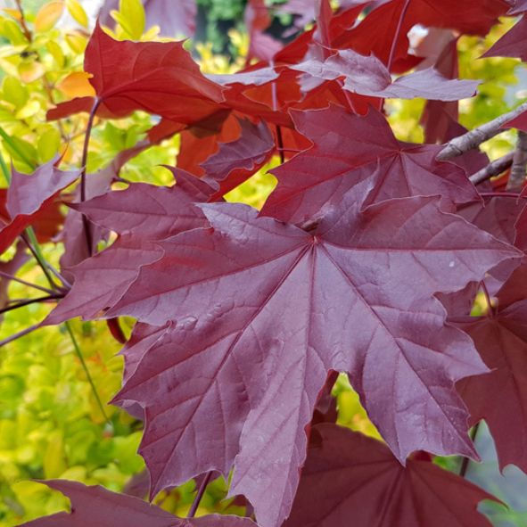 crimson-king-purple-norway-maple