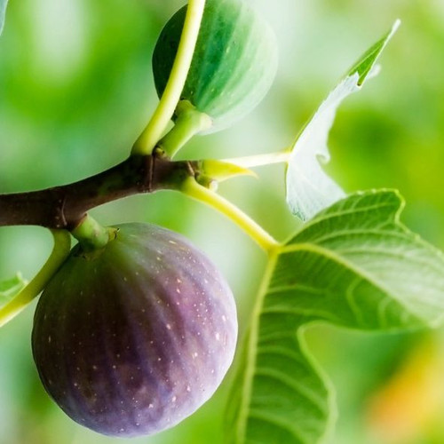 Ficus carica 'Rouge de Bordeaux' | Fig Tree | Bowhayes Trees
