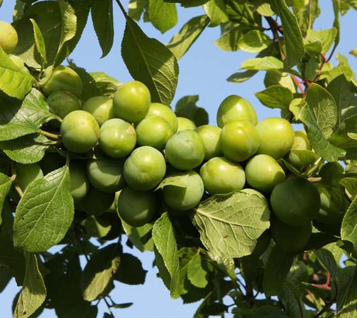 Prunus domestica 'Stella's Star' | Gage Tree | Bowhayes Trees