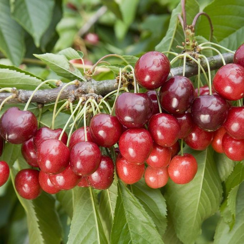 Prunus avium 'Stella' | Cherry Tree | Bowhayes Trees