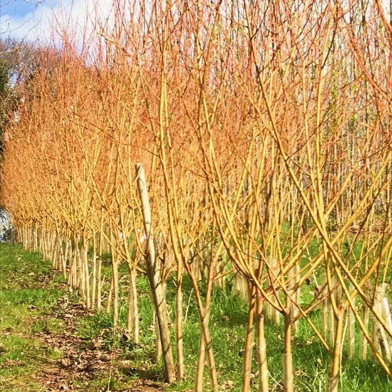 golden-willow-salix-alba-vitellina