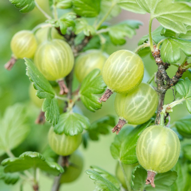 gooseberry-invicta