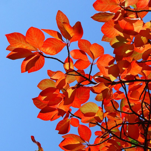 Nyssa sylvatica | Tupelo | Bowhayes Trees