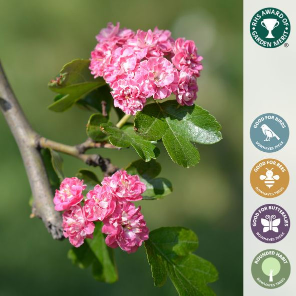 crataegus-laevigata-rosea-flore-pleno-pink-flowering-hawthorn-tree