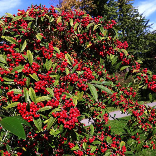 Cotoneaster frigidus 'Cornubia' | Cotoneaster | Bowhayes Trees
