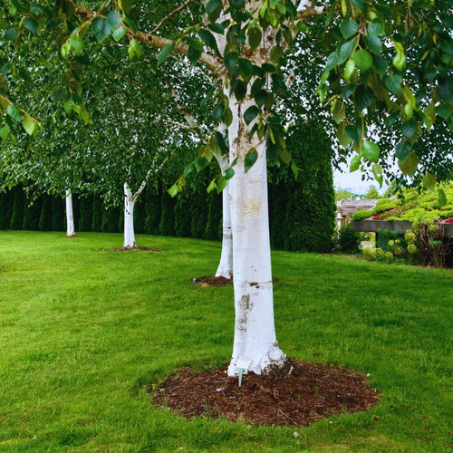 Betula utilis jacquemontii 'Snow Queen' | Himalayan Birch Tree ...