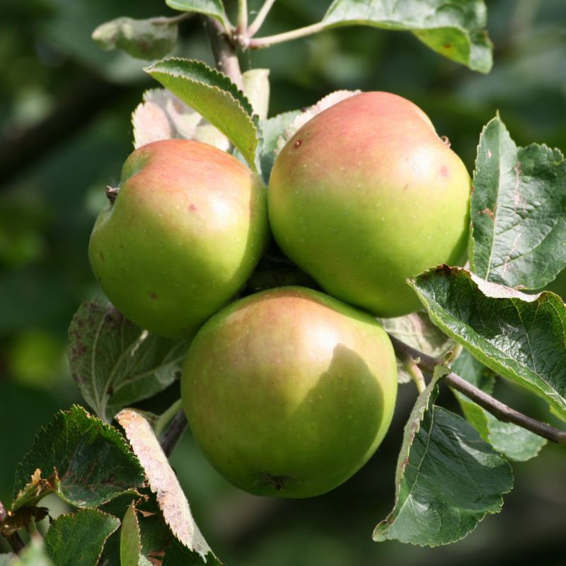 apple-tree-bramley-s-seedling