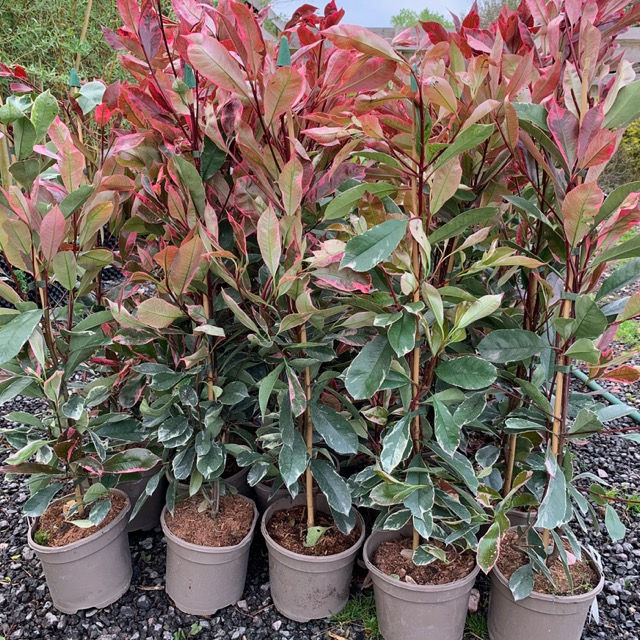 Hedging | Bowhayes Trees | Hedging Online | Home Delivery