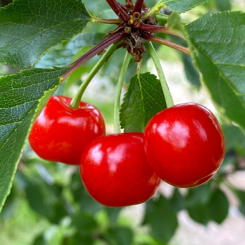 cherry-prunus-morello