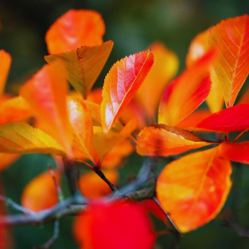 Crataegus persimilis 'Prunifolia' | Cockspur Thorn Tree | Bowhayes Trees