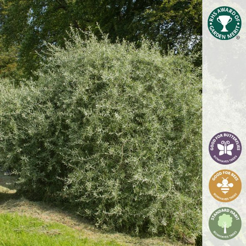 Pyrus salicifolia 'Pendula' | Willow Leaved Pear | Bowhayes Trees