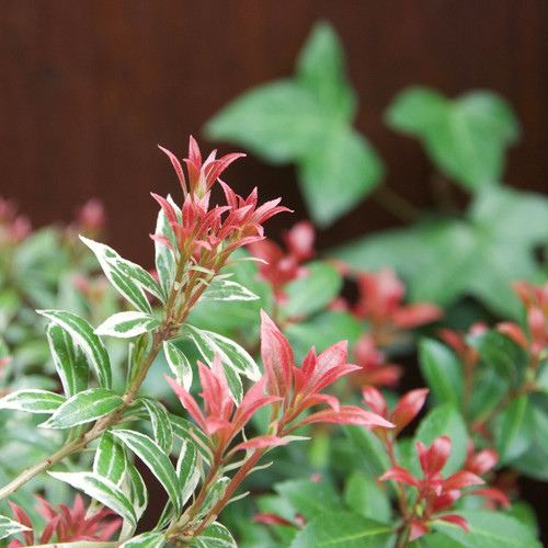 Photinia x fraseri 'Pink Marble' | Variegated Photinia | Bowhayes Trees