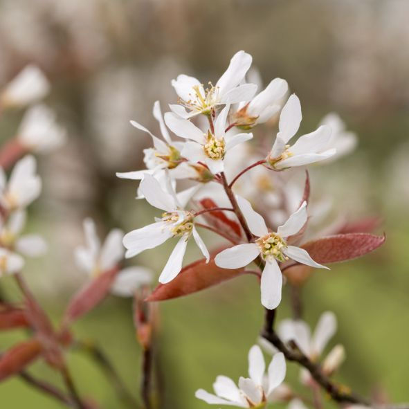 amelanchier-laevis-r-j-hilton-juneberry-tree