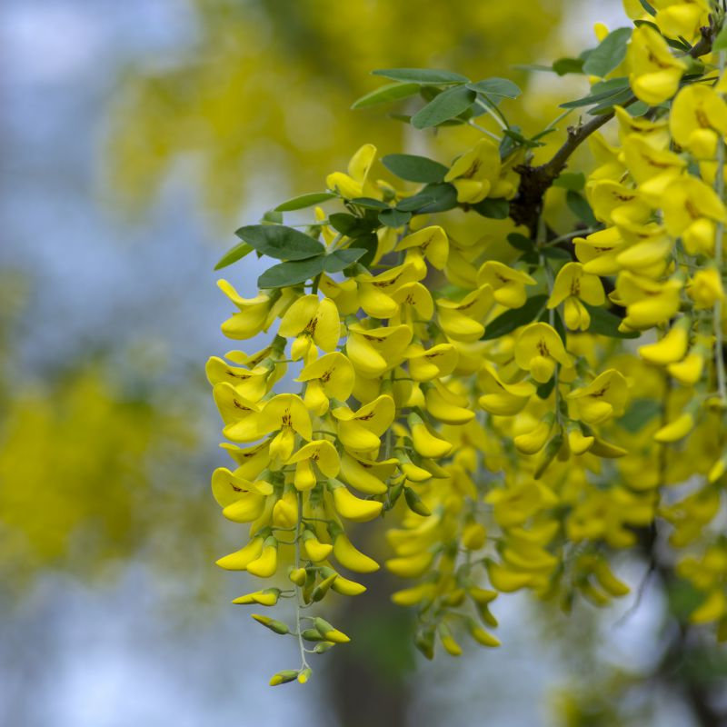 laburnum-x-watereri-vossii-golden-rain-tree