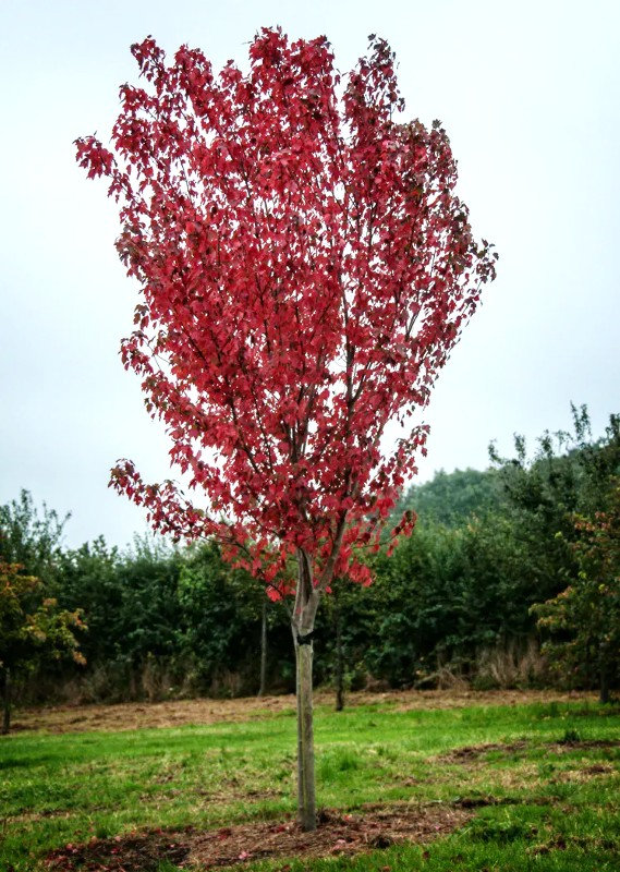 acer-rubrum-brandywine-red-maple-brandywine