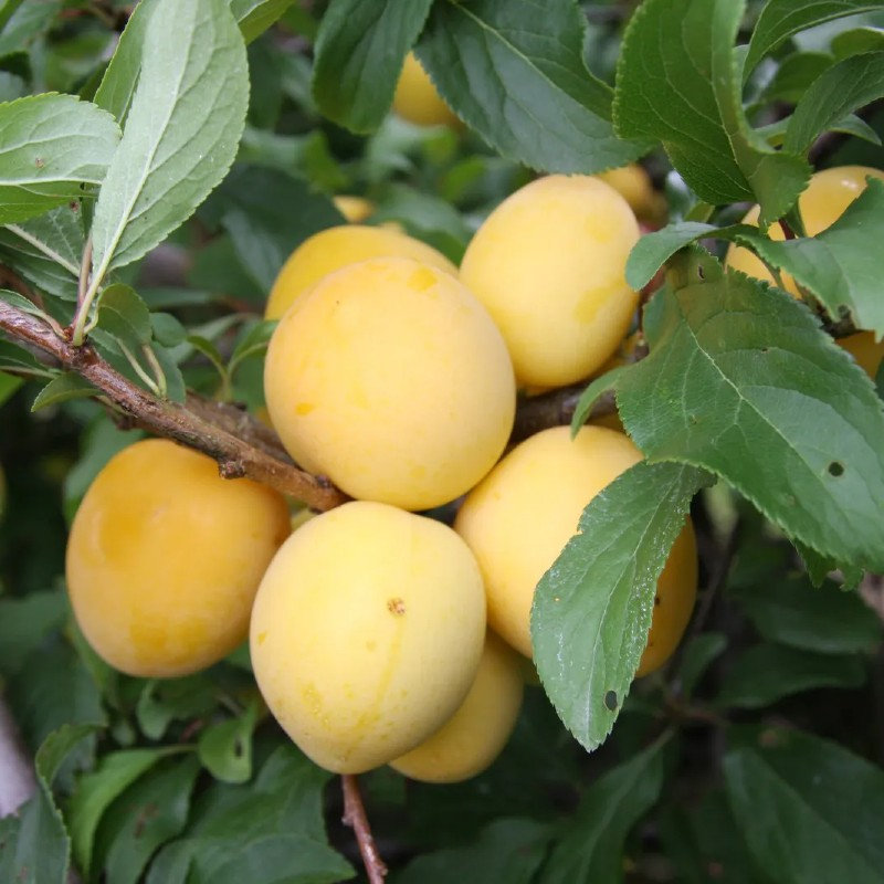 mirabelle-tree-golden-sphere