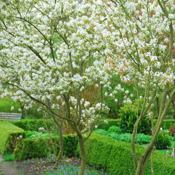 amelanchier-lamarckii-juneberry-tree