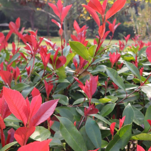 Photinia 'Little Red Robin' | Dwarf Photinia | Bowhayes Trees