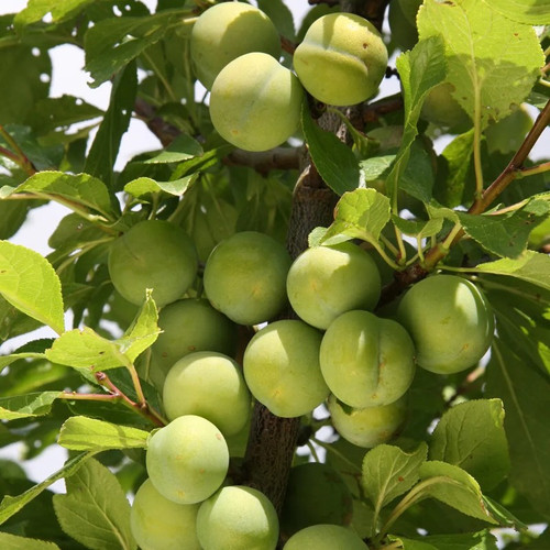 Prunus domestica 'Old Greengage' | Gage Tree | Bowhayes Trees