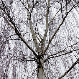 bare root silver birch trees