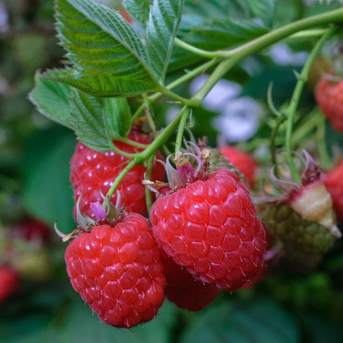 Rubus idaeus 'Tulameen' | Raspberry | Bowhayes Trees
