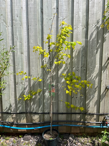 Cercis canadensis 'Hearts of Gold' | Redbud Tree | Bowhayes Trees