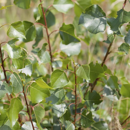 Populus nigra betulifolia | Black Poplar | Bowhayes Trees