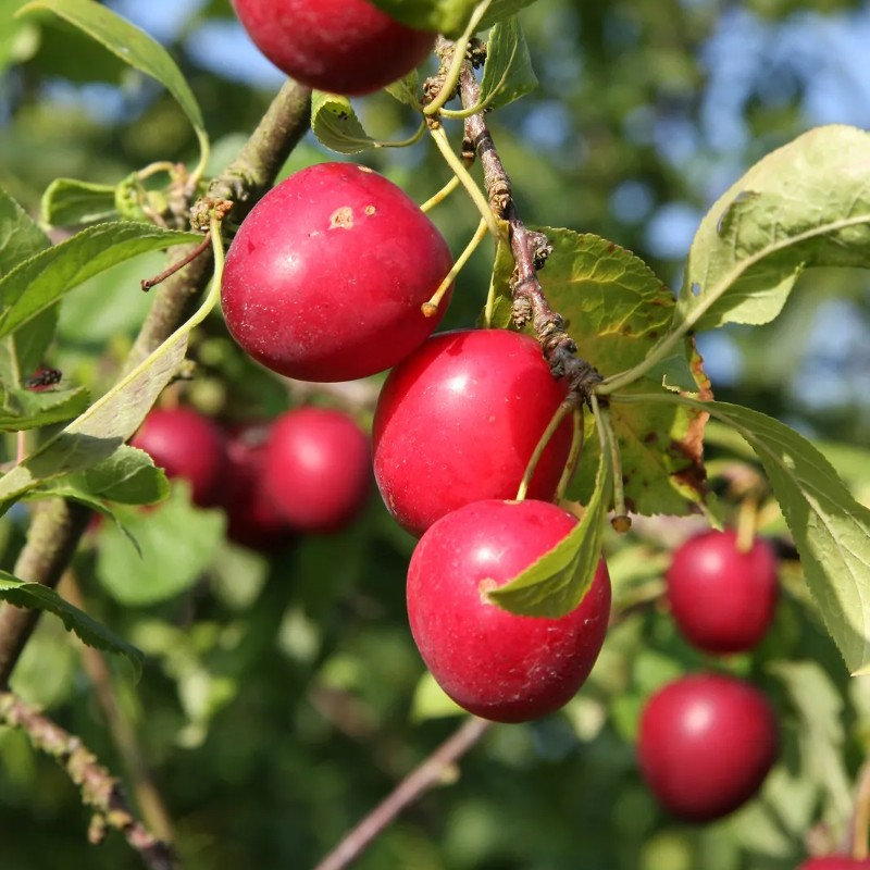 mirabelle-tree-gypsy