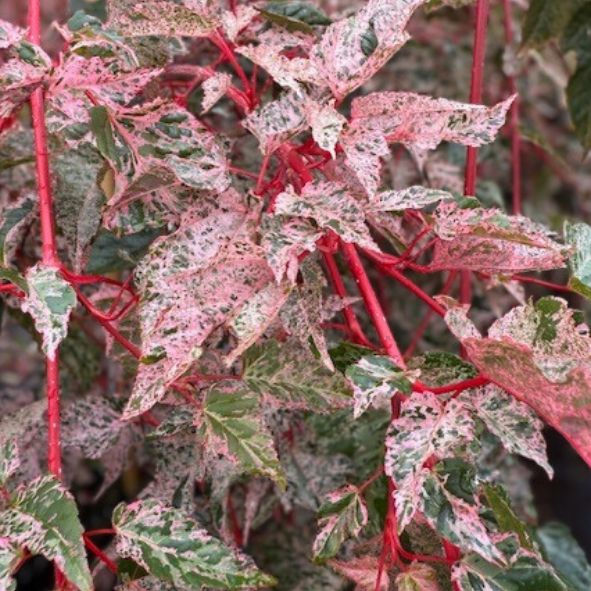 acer-conspicuum-red-flamingo-snakebark-maple