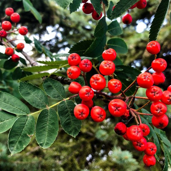 sorbus-aucuparia-sheerwater-seedling-rowan-tree-bare-root