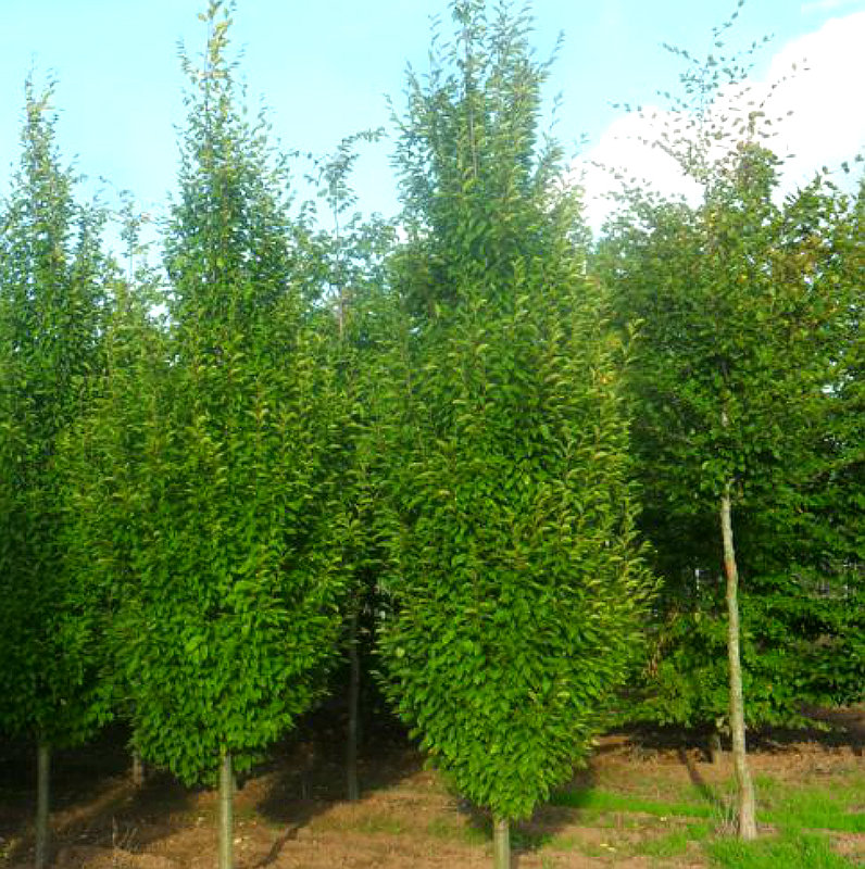 carpinus-betulus-frans-fontaine-upright-hornbeam