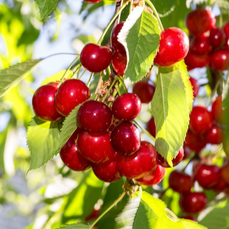 cherry-tree-sunburst
