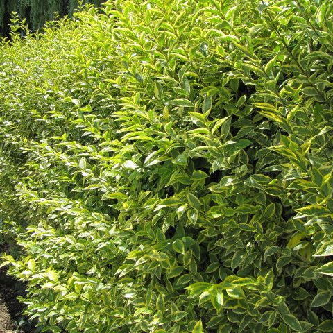 Hedge Calculator | Bowhayes Trees