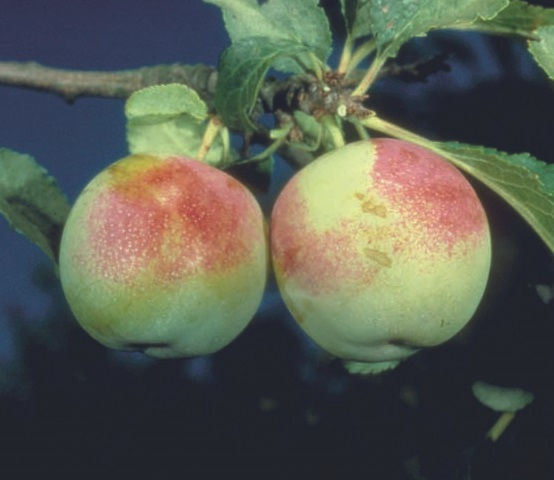 gage-tree-early-transparent-prunus-domestica-early-transparent