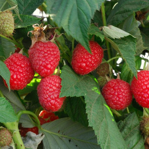 Rubus idaeus 'Joan J' | Raspberry | Bowhayes Trees
