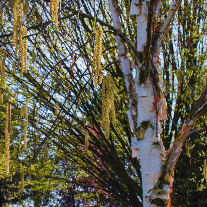 betula-albosinensis-fascination-chinese-red-birch-tree-bare-root