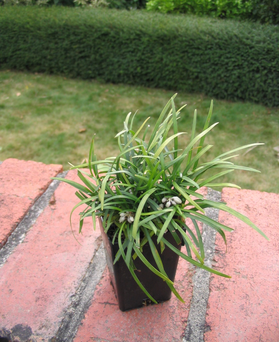 Mondo Grass Ophiopogon japonicus Ophiopogon planiscapus | HEDGE