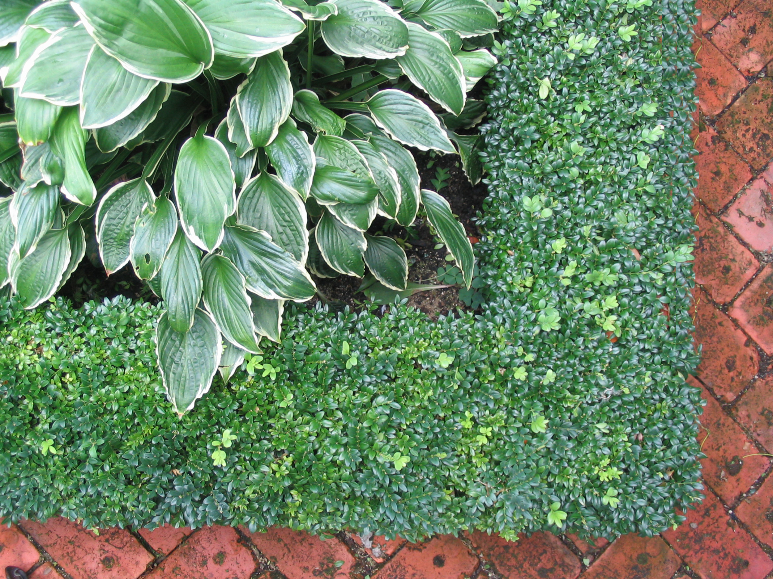 Evergreen structure & green architecture