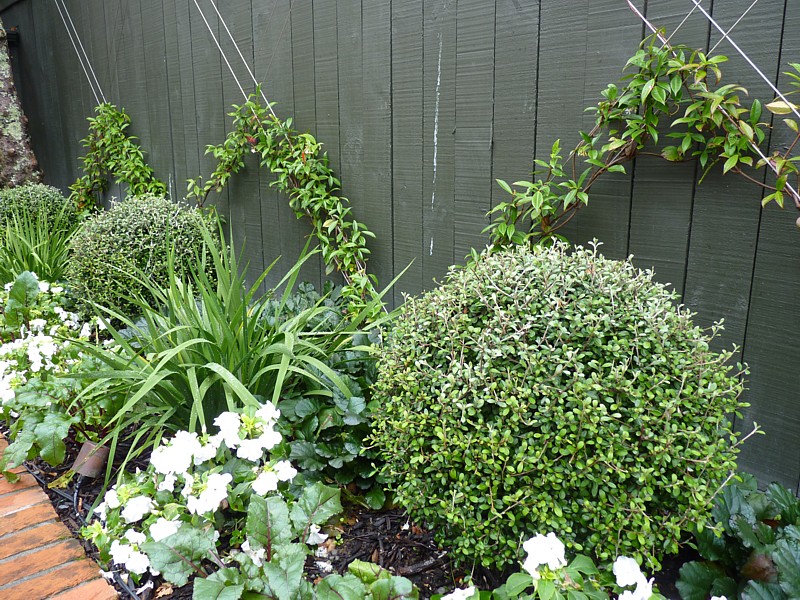 Corokia Geentys Ghost | HEDGE Garden Design & Nursery